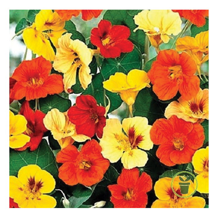 Espace Maison - Seeds Capucine Grimpante Variee Fleurs Annuelles