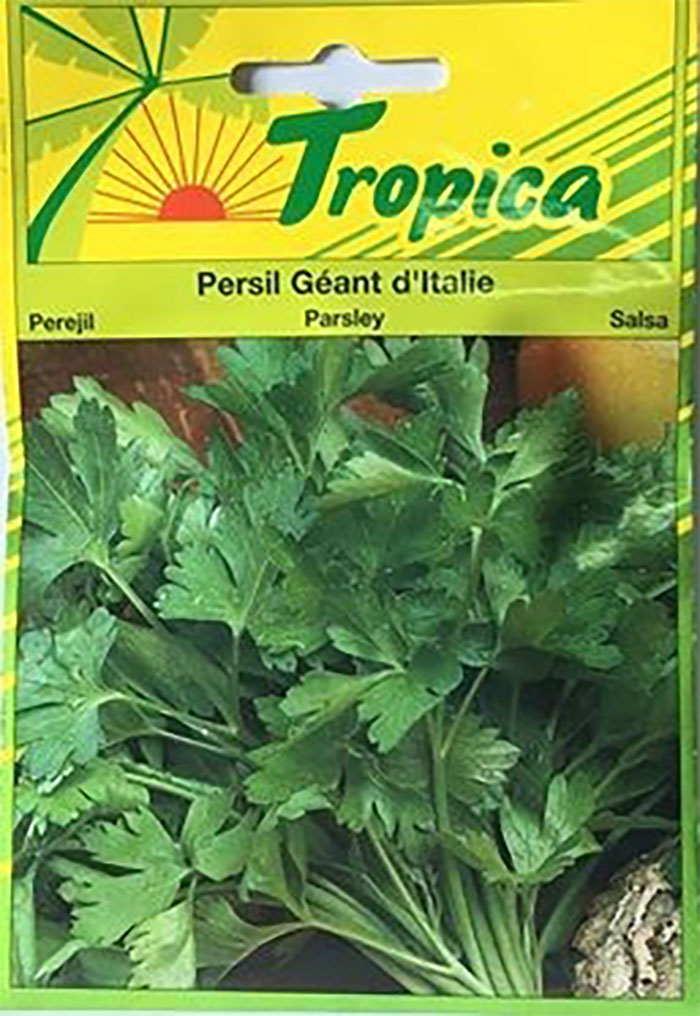 Espace Maison - Giant Persil from Italy - seeds
