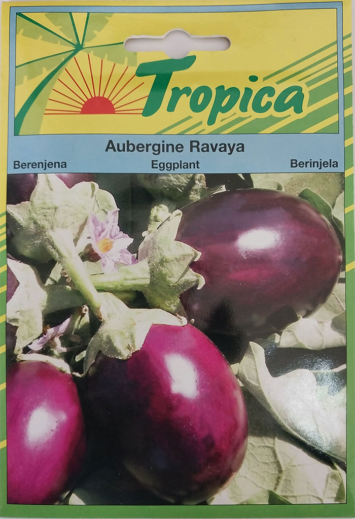 Espace Maison - Seed - Ravaya eggplant